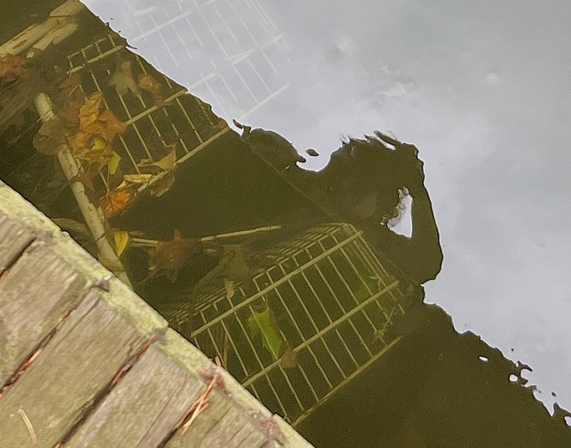 It’s a Really Good Running Song… – Skip to My Lou, My Dharma